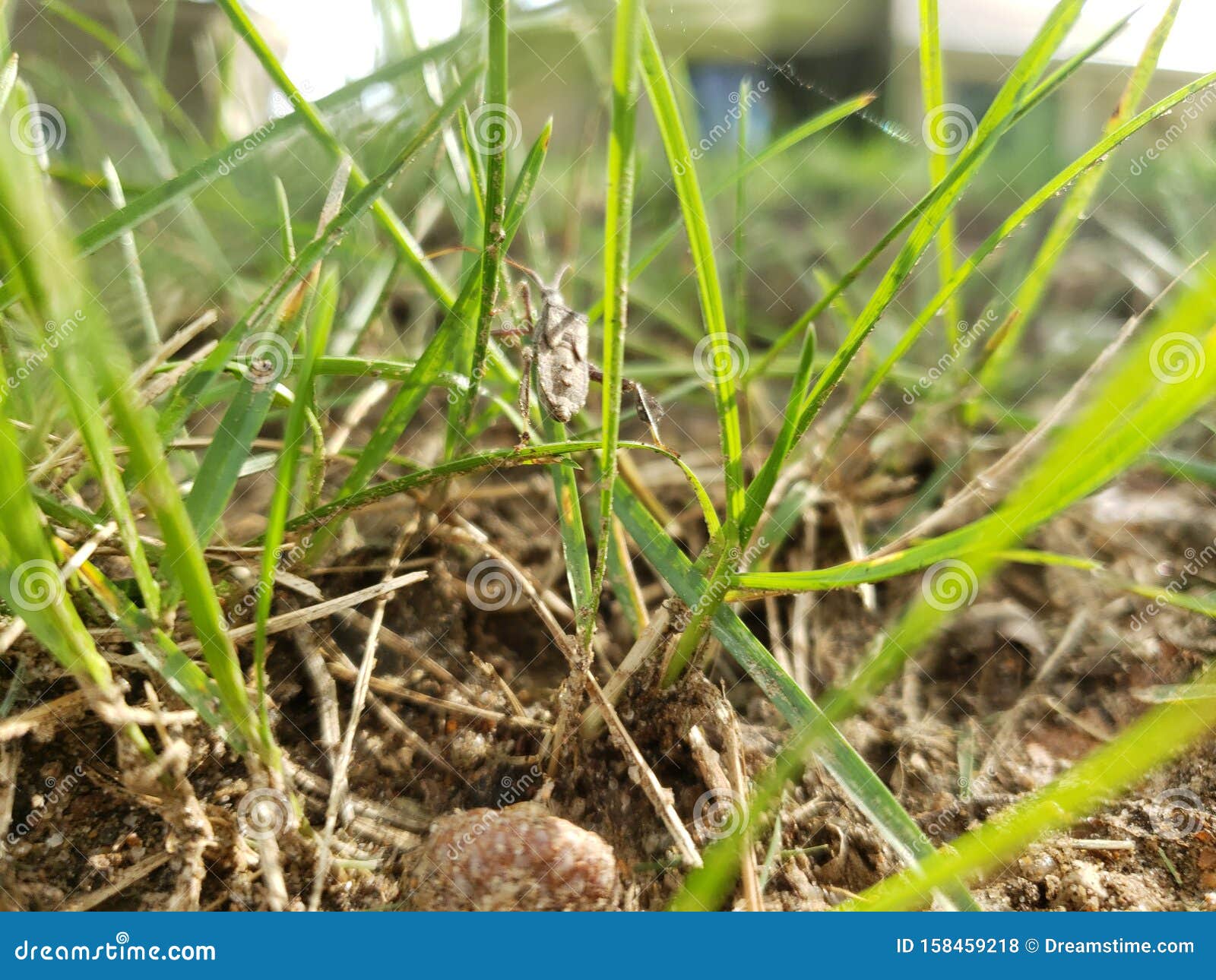 Bogue puant photo stock. Image du anomalie, insectes - 158459218