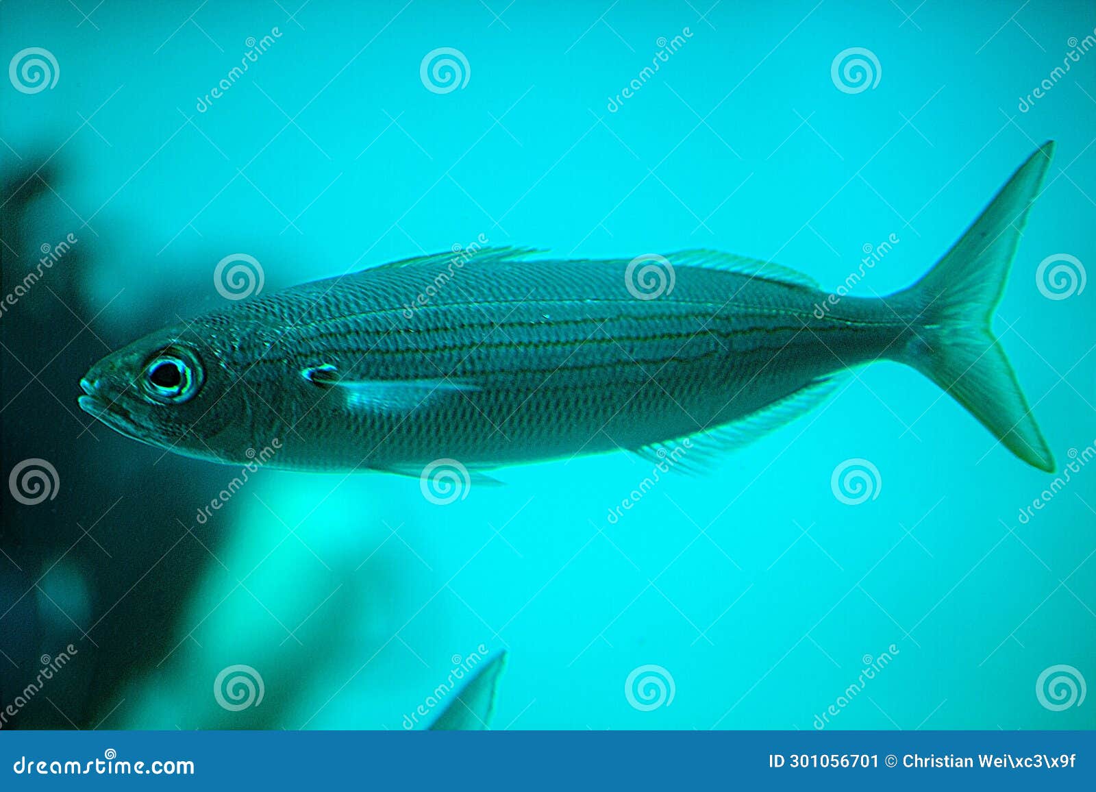 Bogue, Seabream, Boops Boops Stock Image - Image of vacation ...