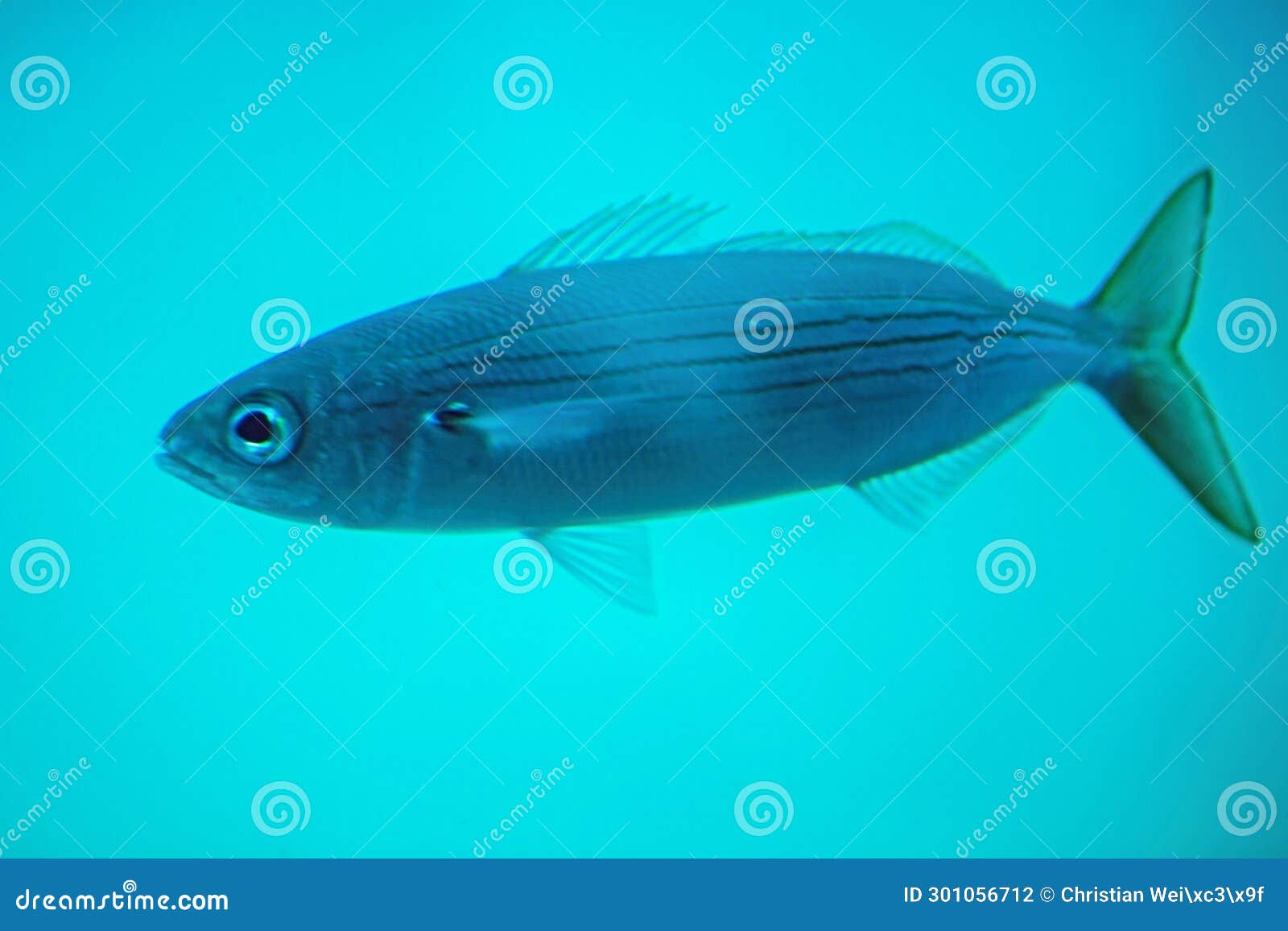 Bogue, Seabream, Boops Boops Stock Photo - Image of tour, tourism ...