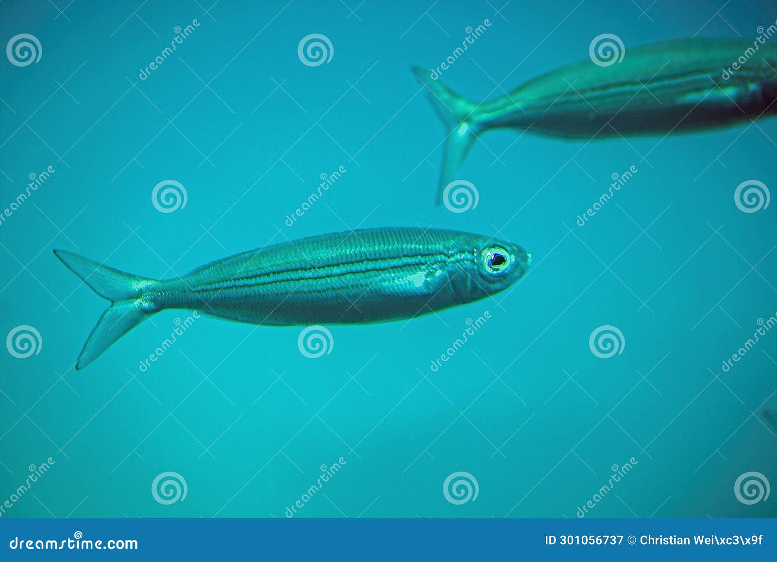 Bogue, Seabream, Boops Boops Stock Image - Image of aquatic, diving ...