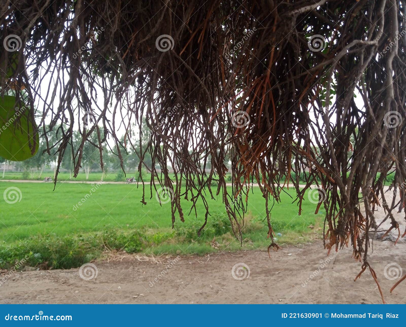 Bohar Tree Photos - Free & Royalty-Free Stock Photos from Dreamstime