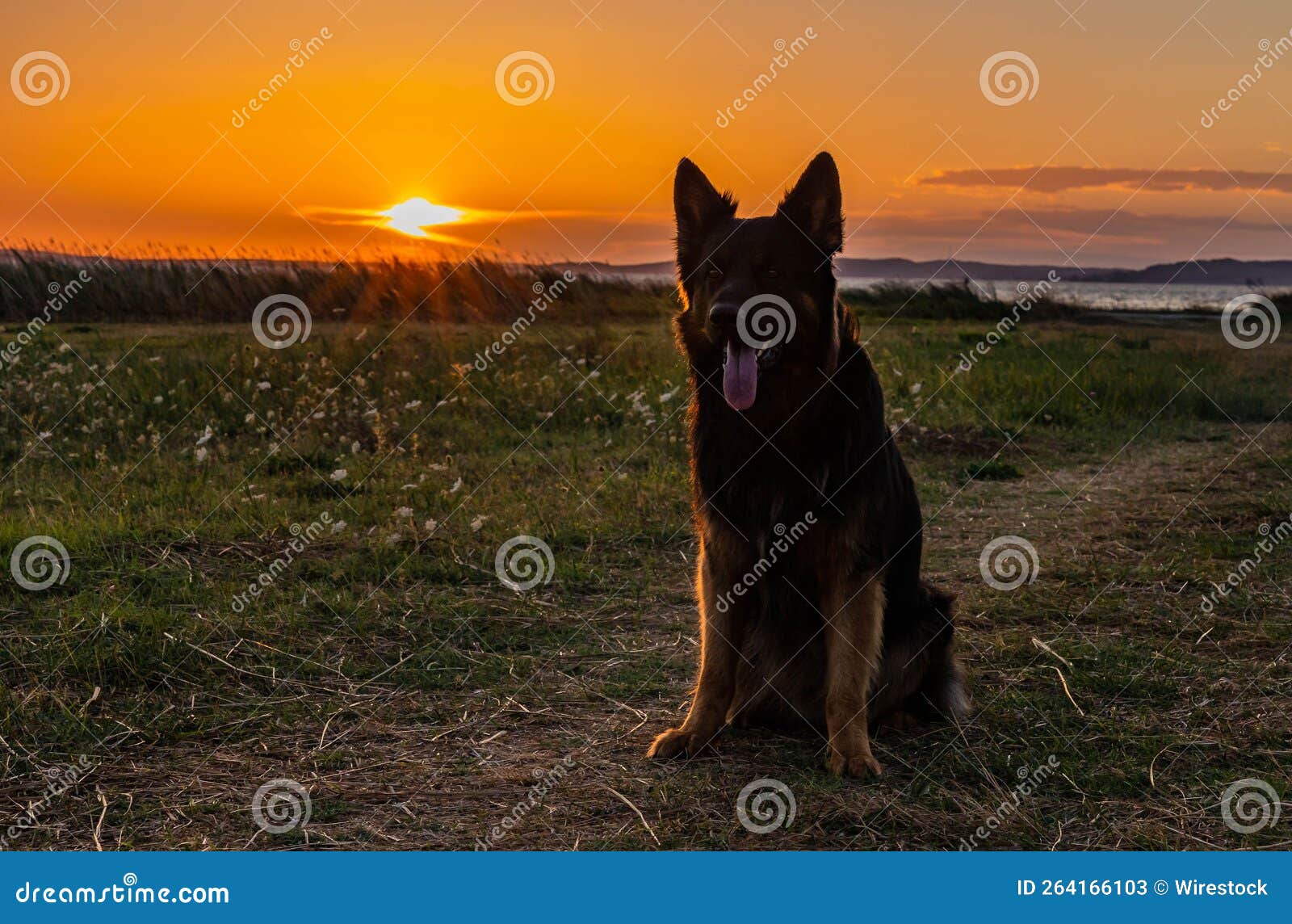 Bohemian Shepherd Dog Sitting in a Field at Sunset Stock Image - Image ...