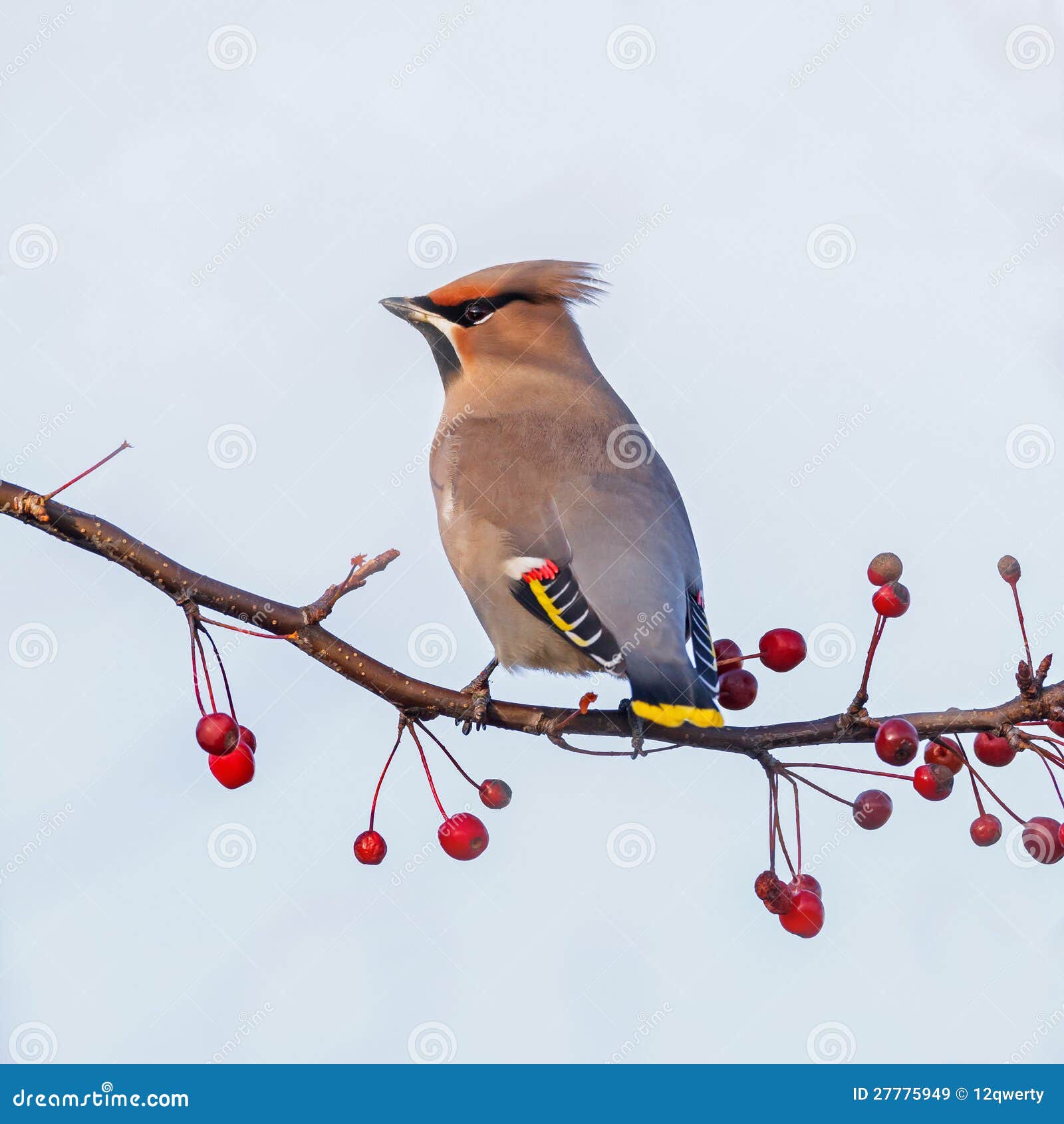 Bohemian Waxwing stock image. Image of bombycilla, nature - 27775949