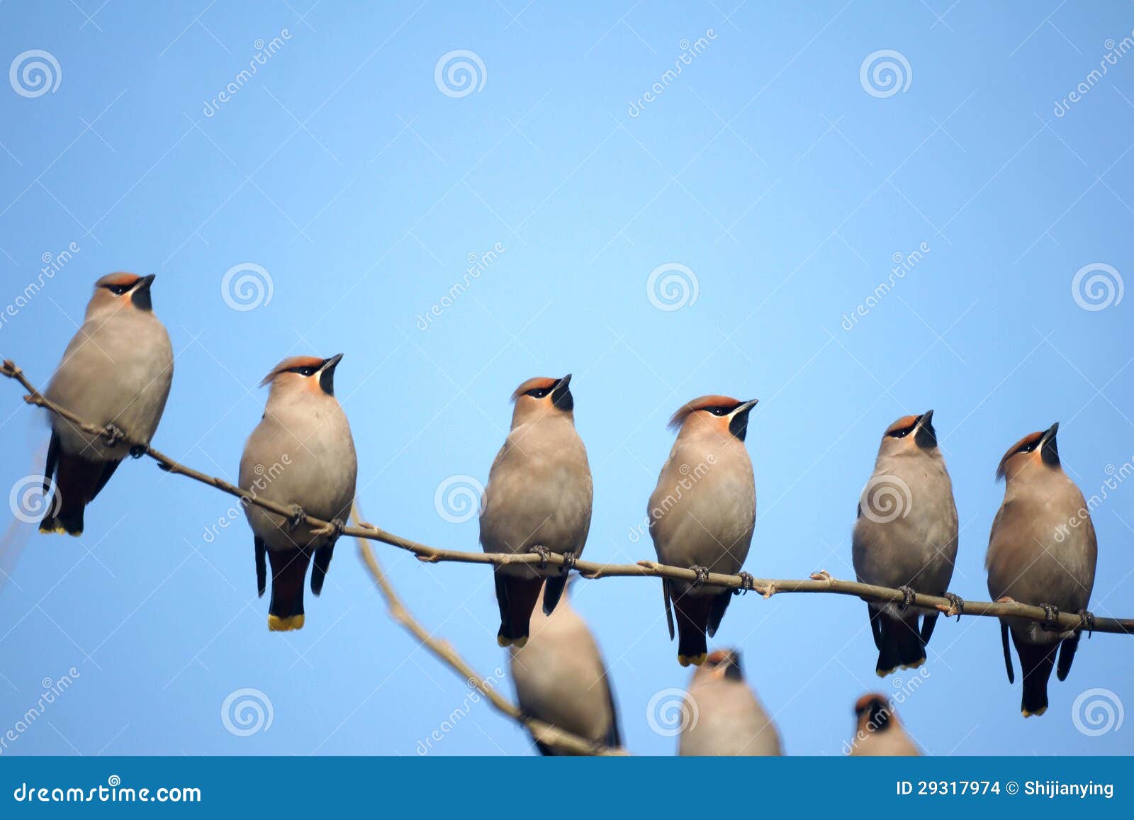 Bohemian Waxwing stock photo. Image of wild, blue, animal - 29317974