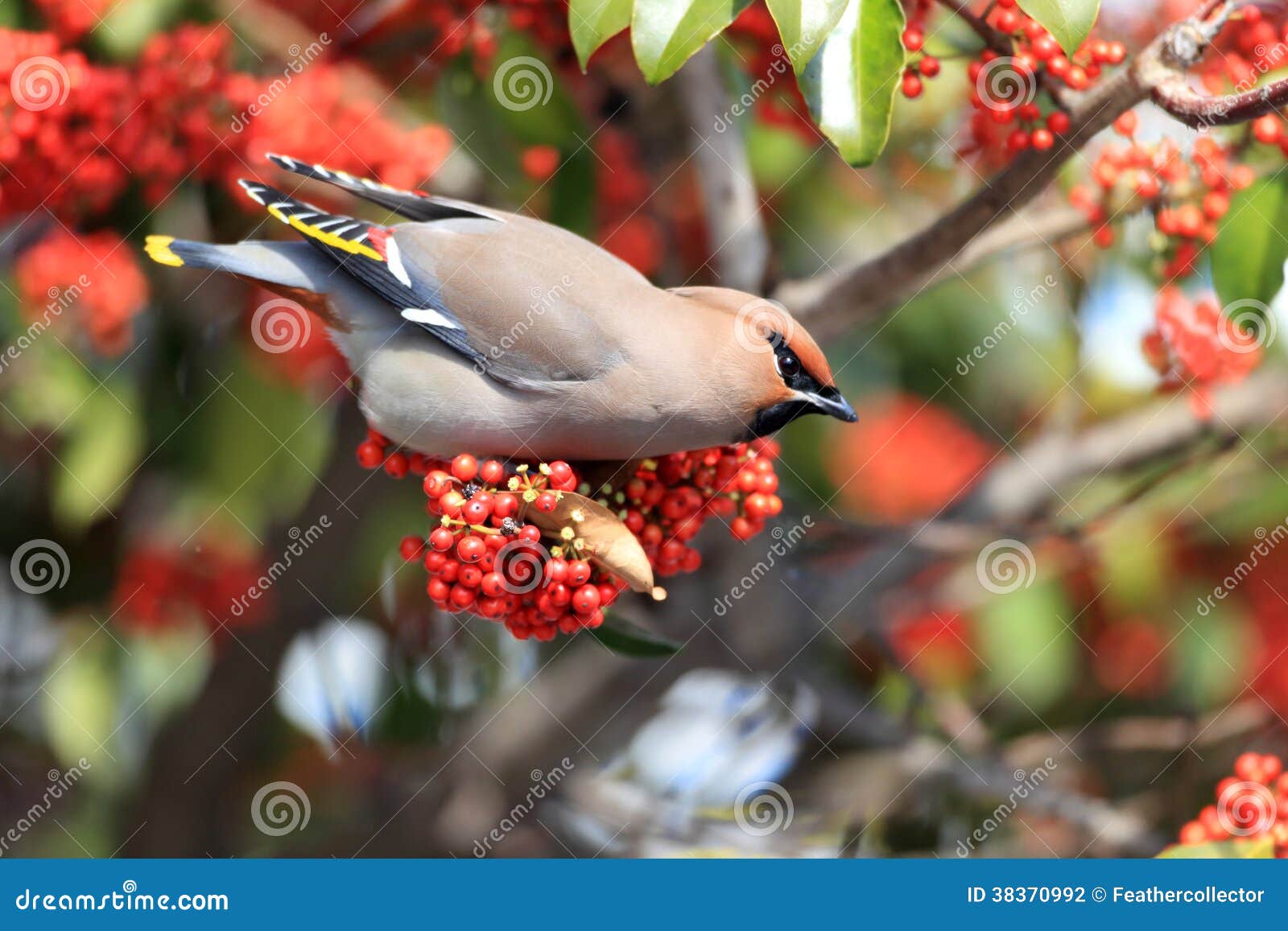 Bohemian Waxwing stock photo. Image of animal, waxwing - 38370992