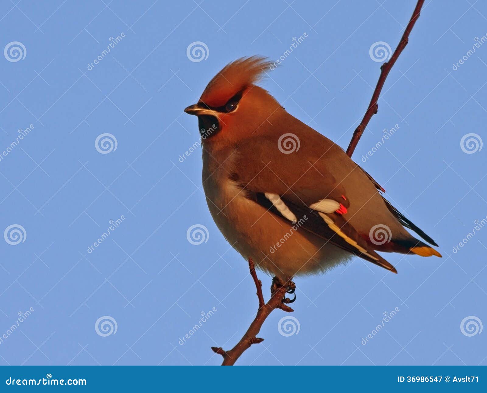 Bohemian Waxwing stock image. Image of bird, park, plume - 36986547