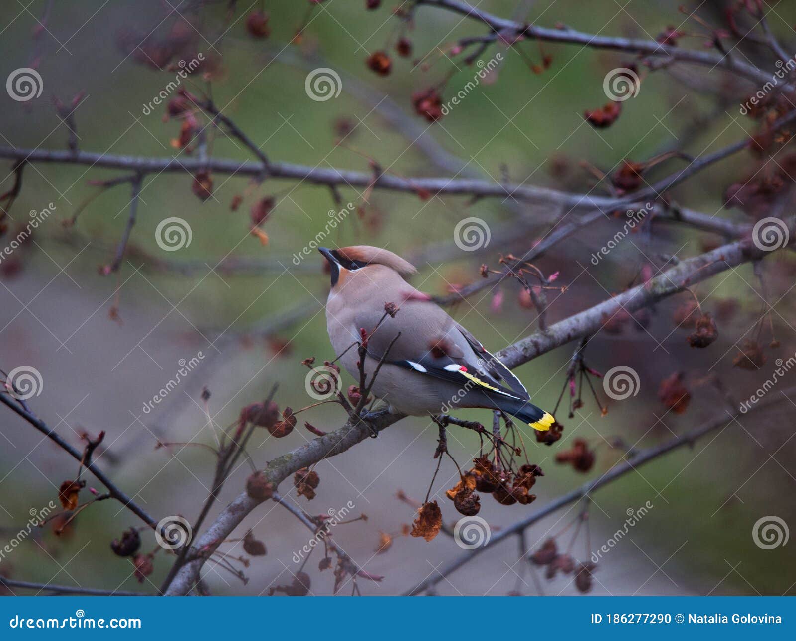 Bohemian Waxwing Colourful Tufted Bird Perching Tree with Red Berry in ...