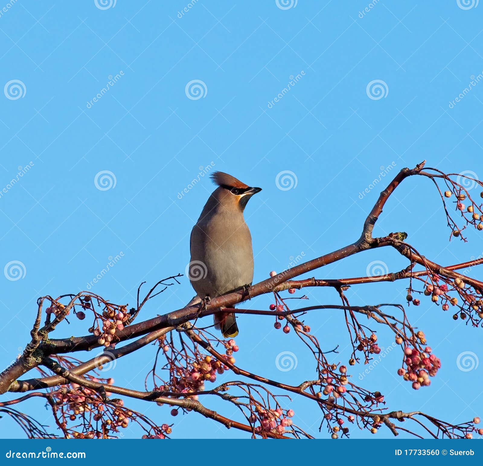 Bohemian Waxwing on Rowan Tree Stock Photo - Image of winter, season ...
