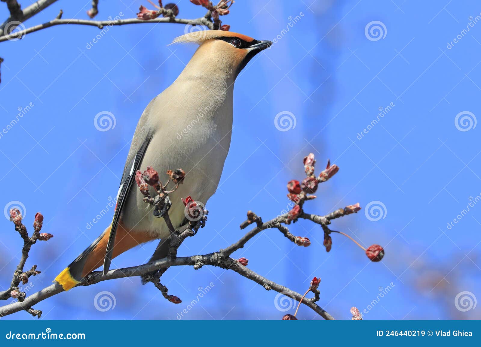 Bohemian Waxwing Sitting on the Branch with Blue Sky Background Stock ...