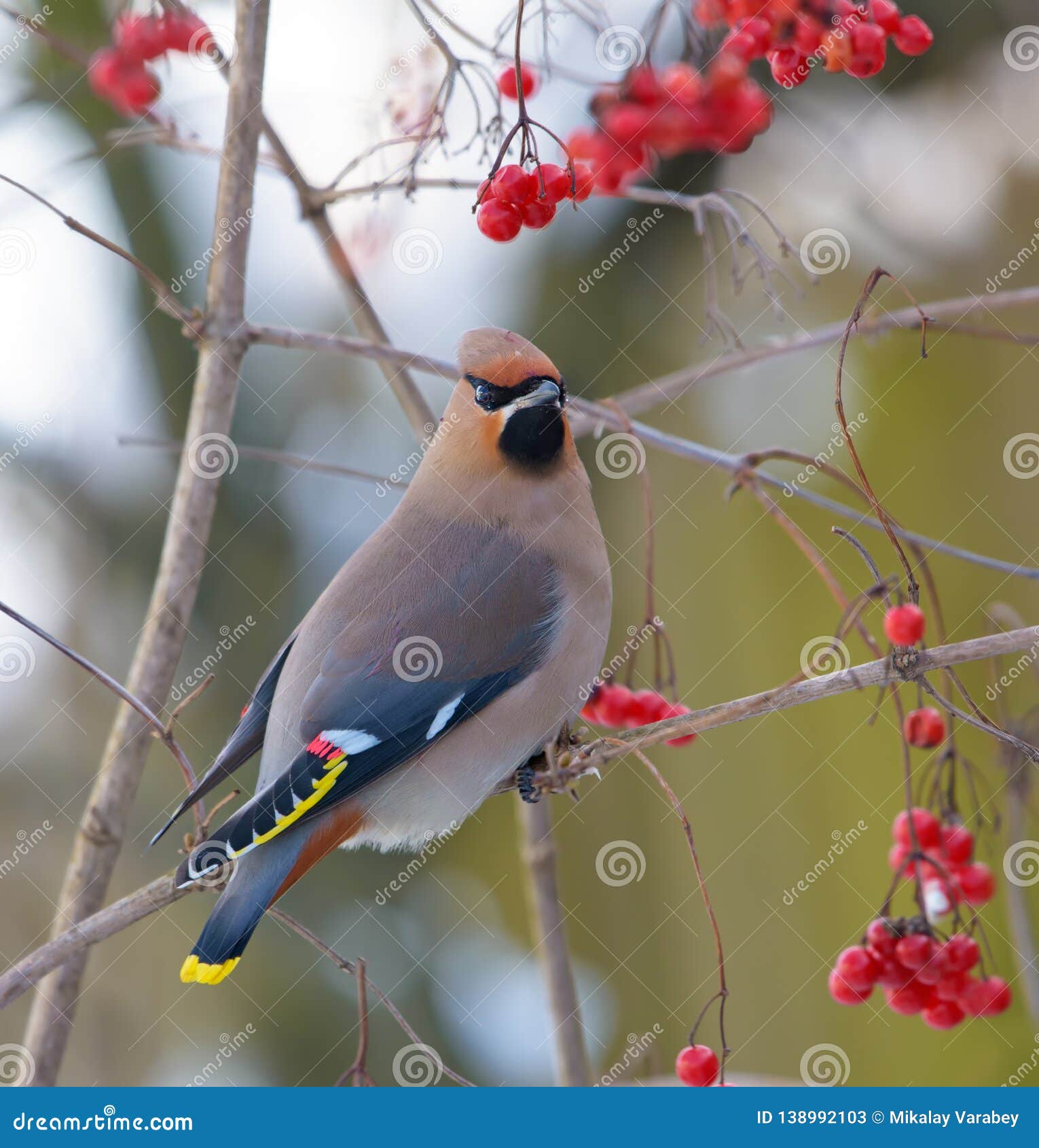 Bohemian Waxwings Perched on a Red Berry Tree Stock Image - Image of ...