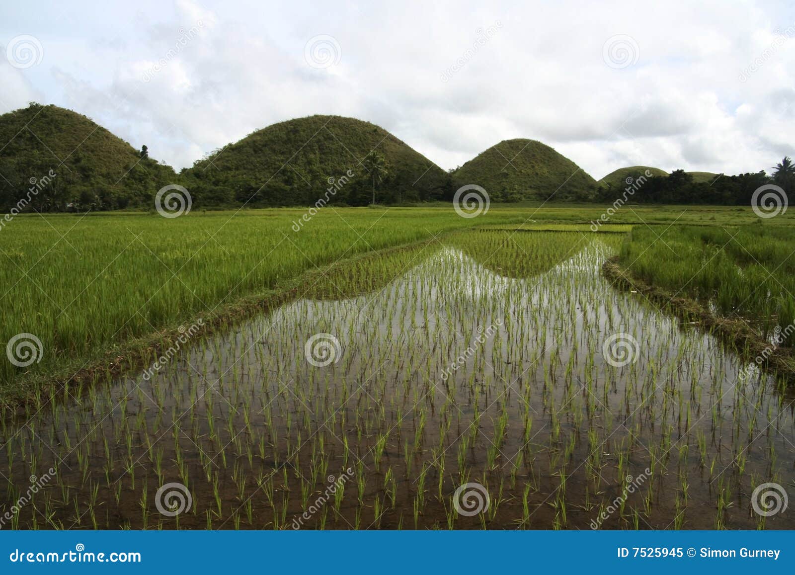 Bohol Chocolate Hills Rice Fields Philippines Stock Image - Image of ...