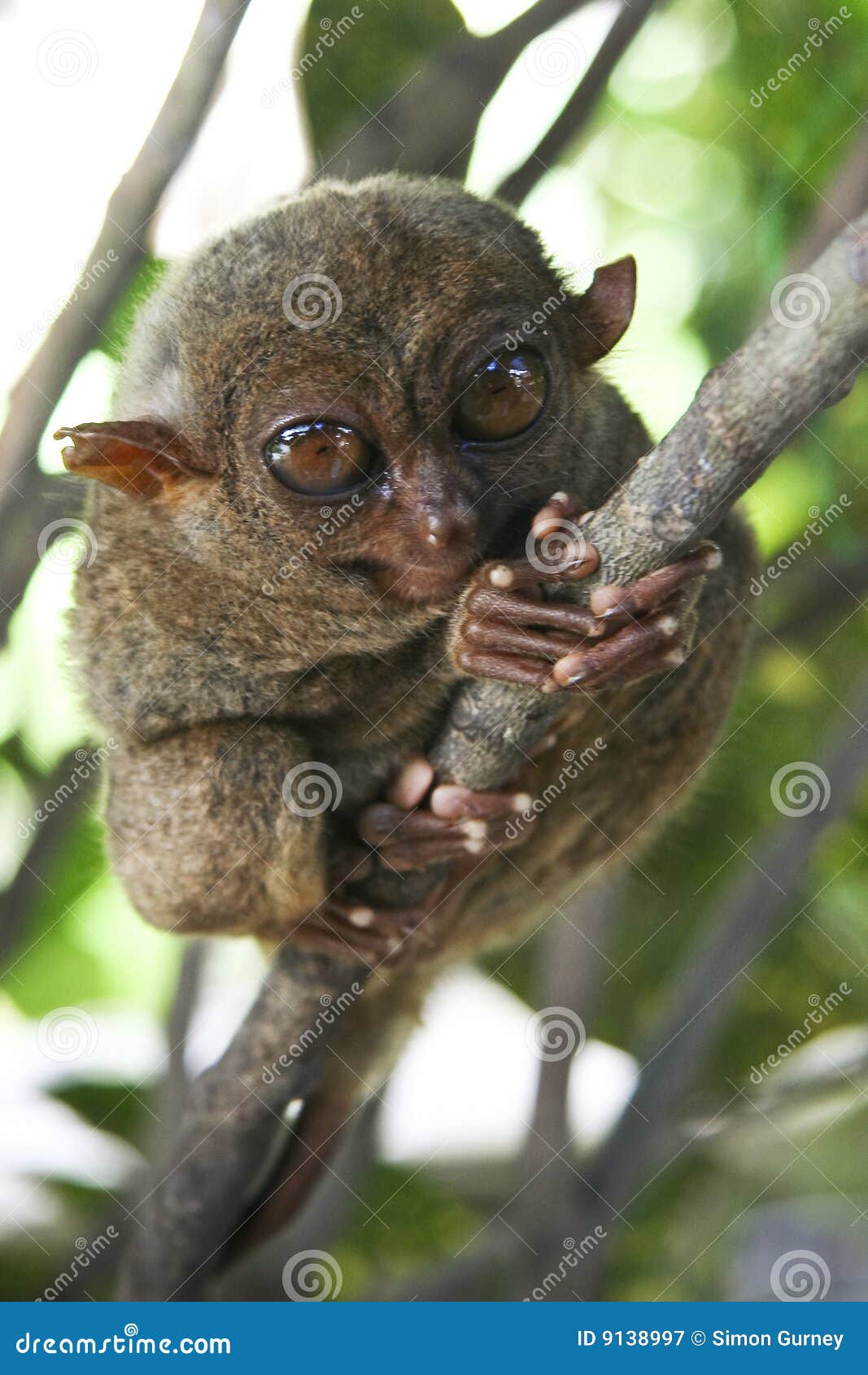 Bohol Tarsier Monkey Philippines Jungle Stock Image - Image of animal ...