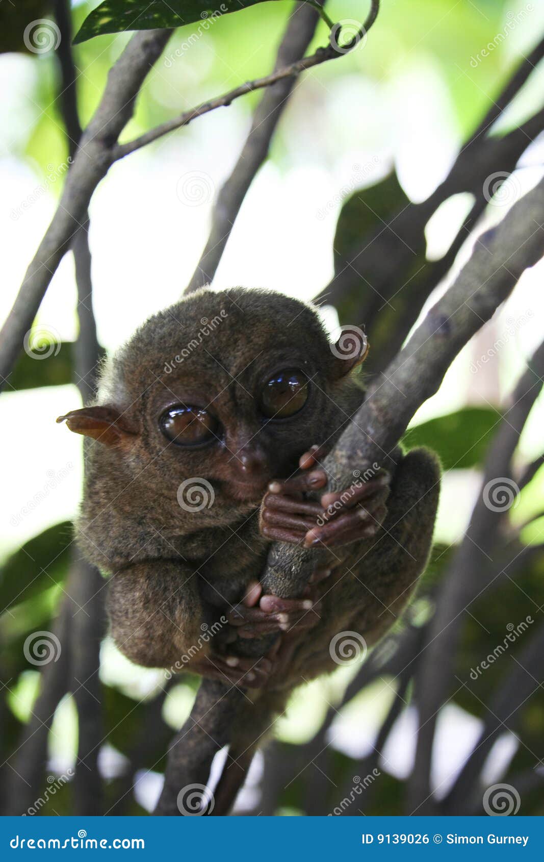 Bohol Tarsier Monkey Philippines Stock Photo - Image of focus, primates ...