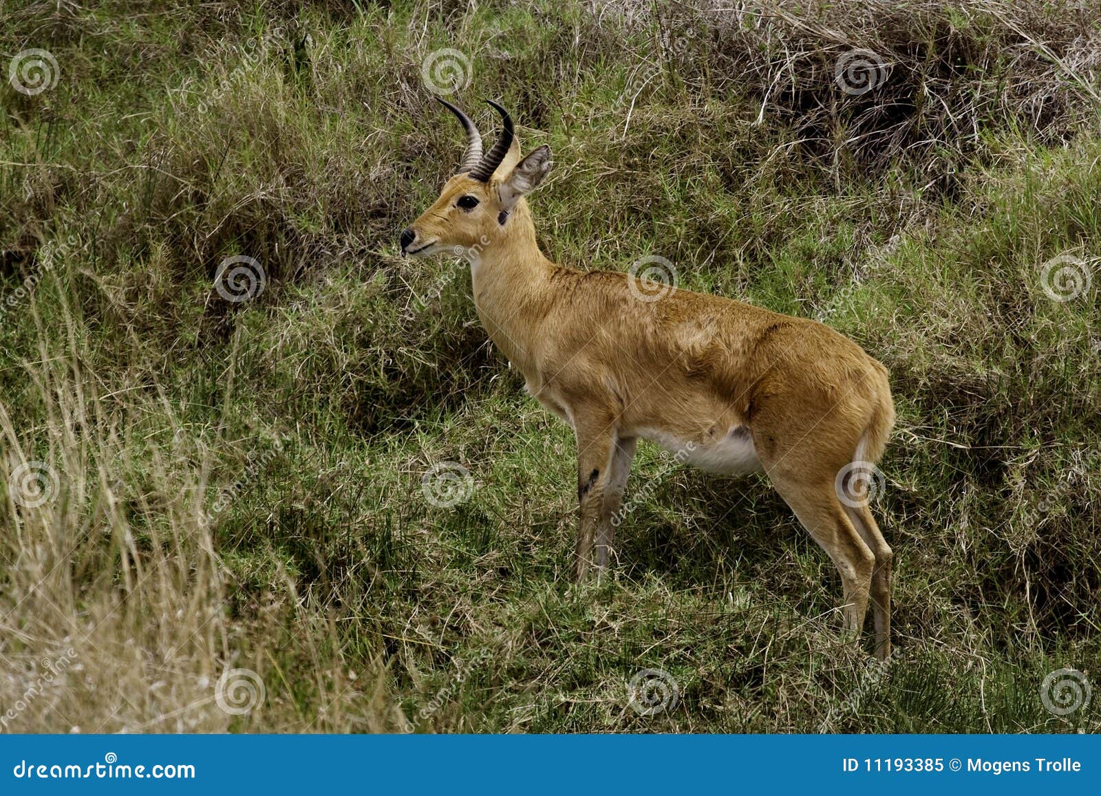 Bohor reedbuck, Serengeti stock image. Image of antelope - 11193385