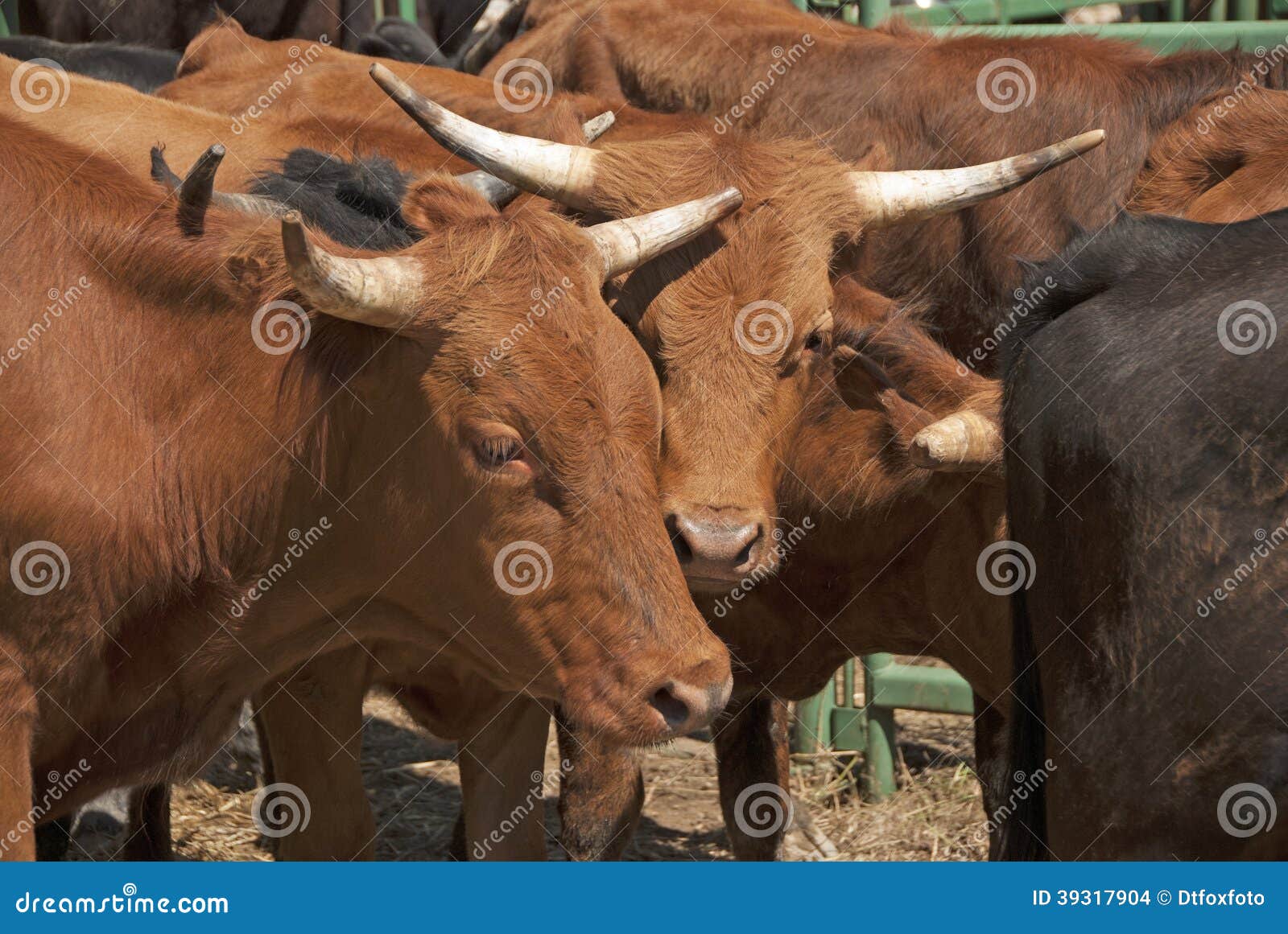 Boi do rodeio foto de stock. Imagem de estoque, rodeio - 39317904