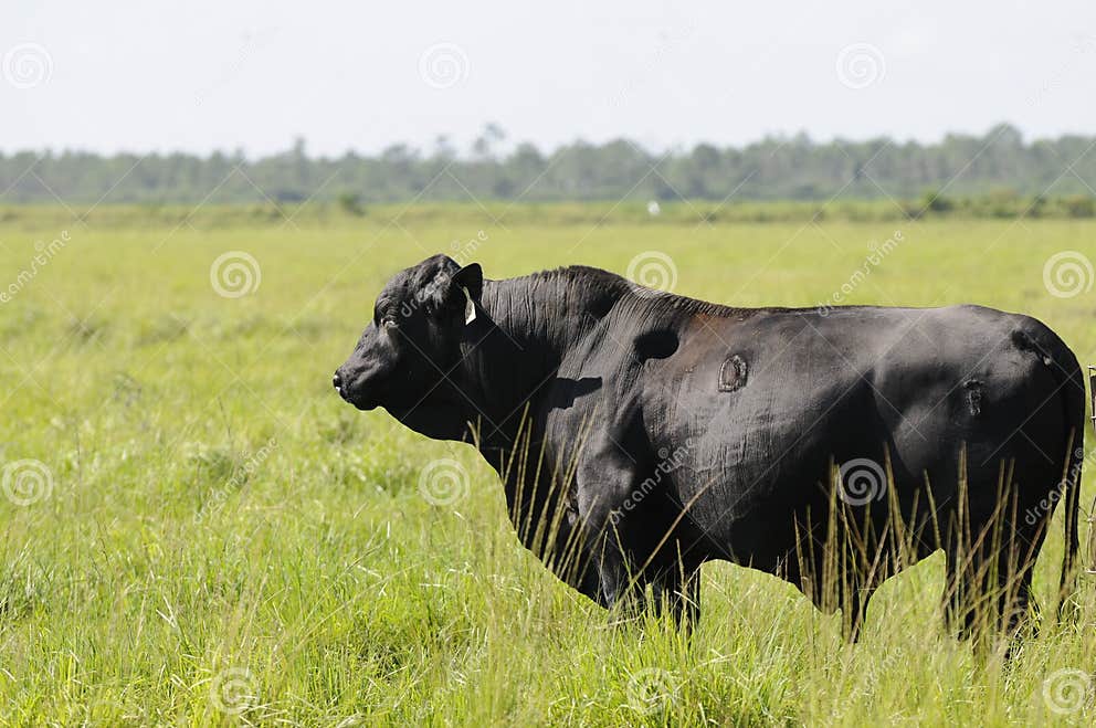 Boi preto de Angus imagem de stock. Imagem de bife, campo - 6345565