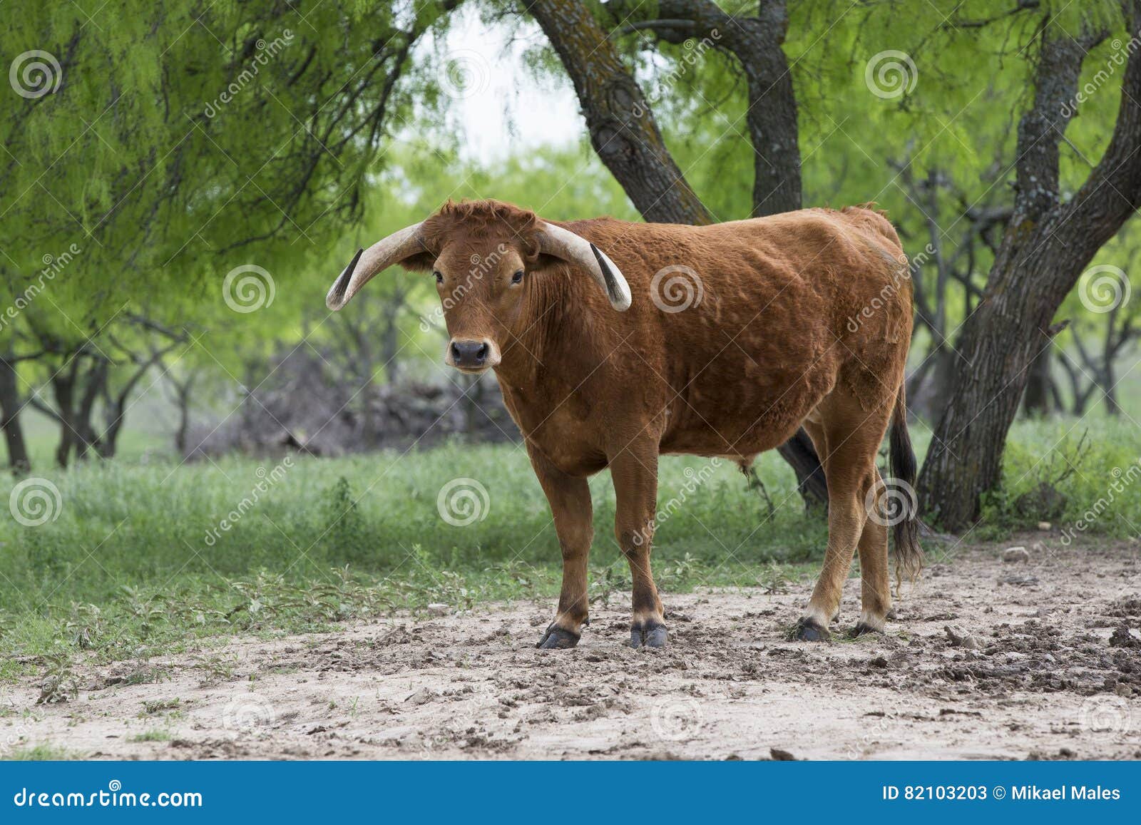 imagens de stock Boi - Baixe 21,616 Royalty Free