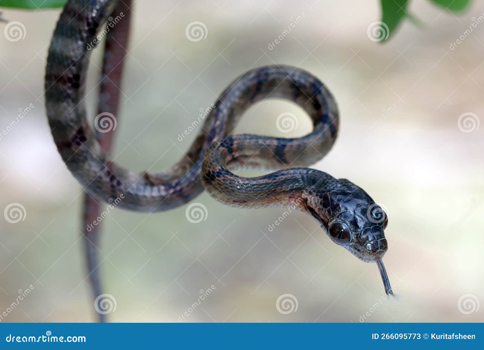 Boiga Multo Maculata Snake Closeup on Branch Stock Image - Image of ...