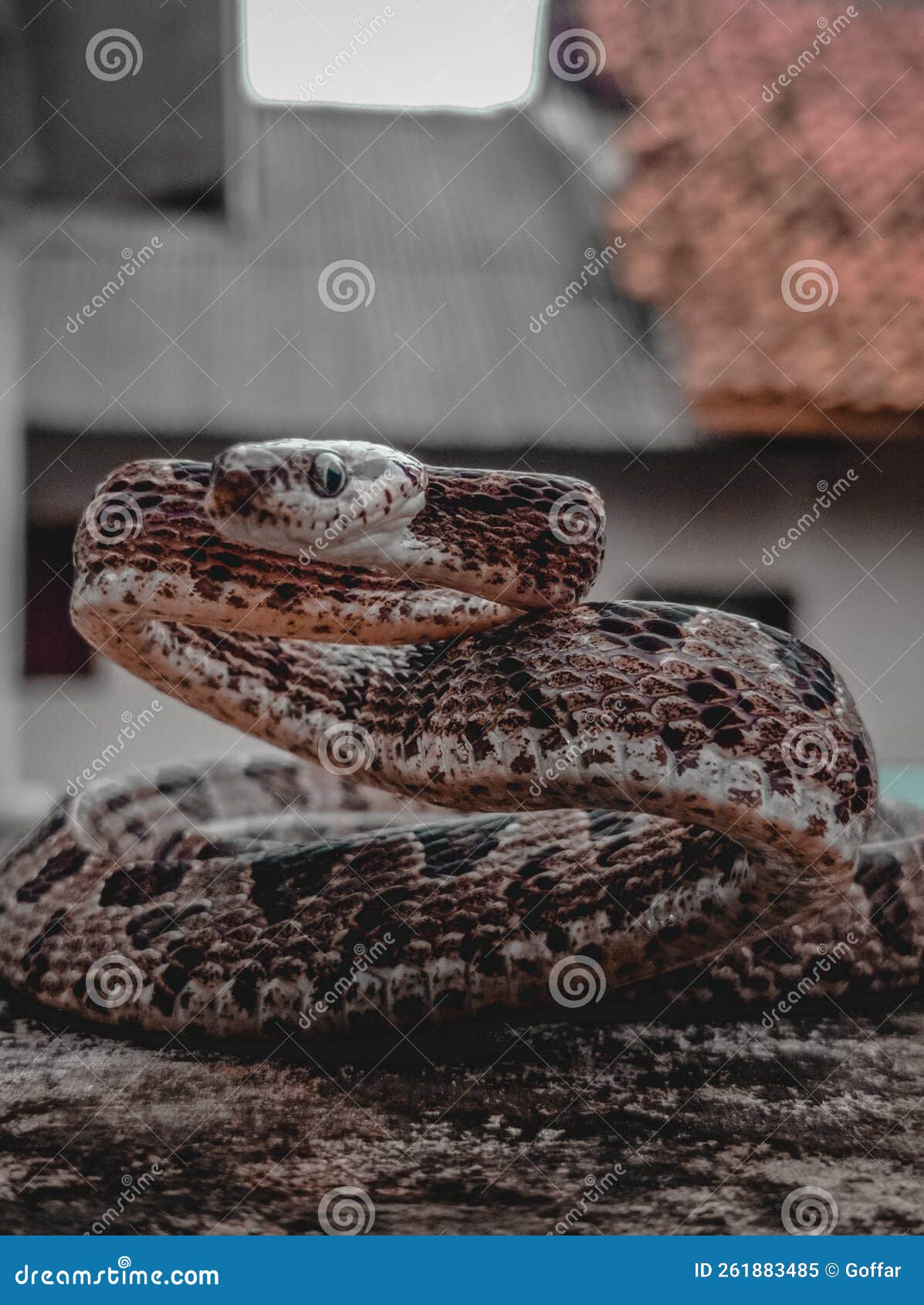 Boiga Multomaculata Snake Medium Venom Stock Image - Image of medium ...