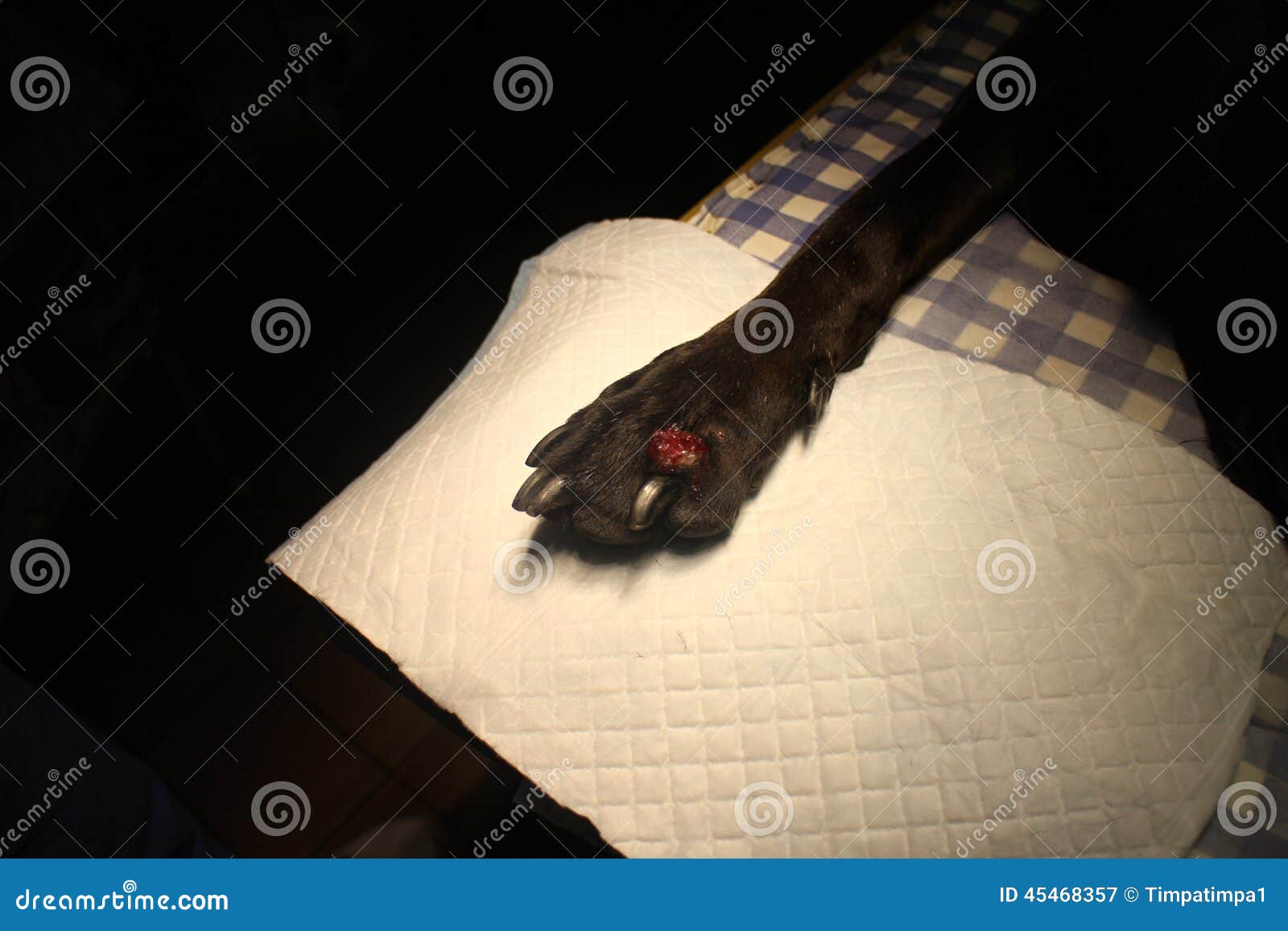 Boil on extremity of dog stock image. Image of limb, hound - 45468357