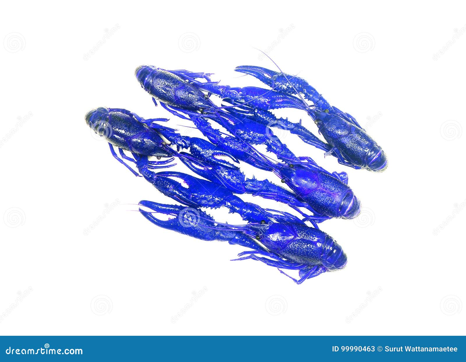 Boiled Blue Crawfish Isolated on White Stock Image - Image of lemon ...