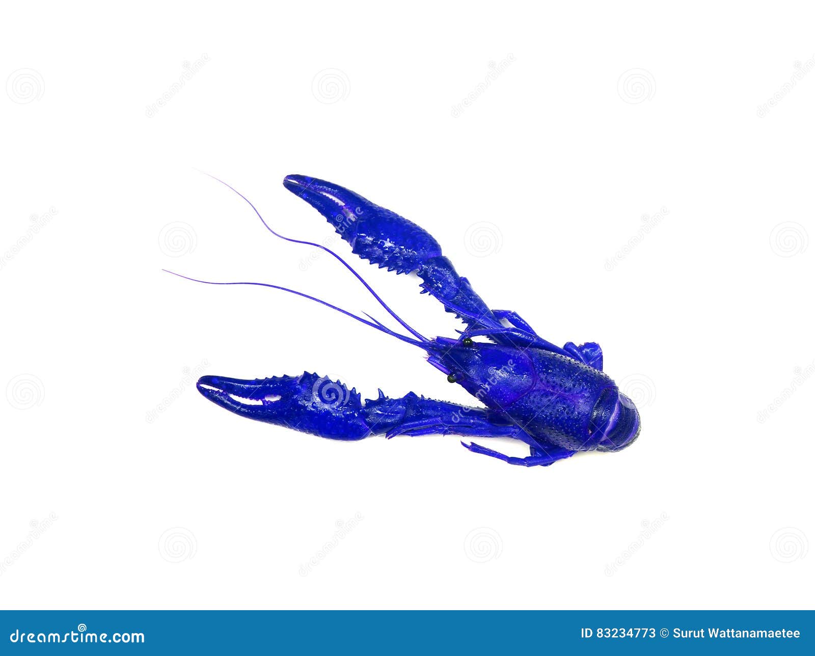 Boiled Blue Crawfish Isolated on White Stock Image - Image of blue ...