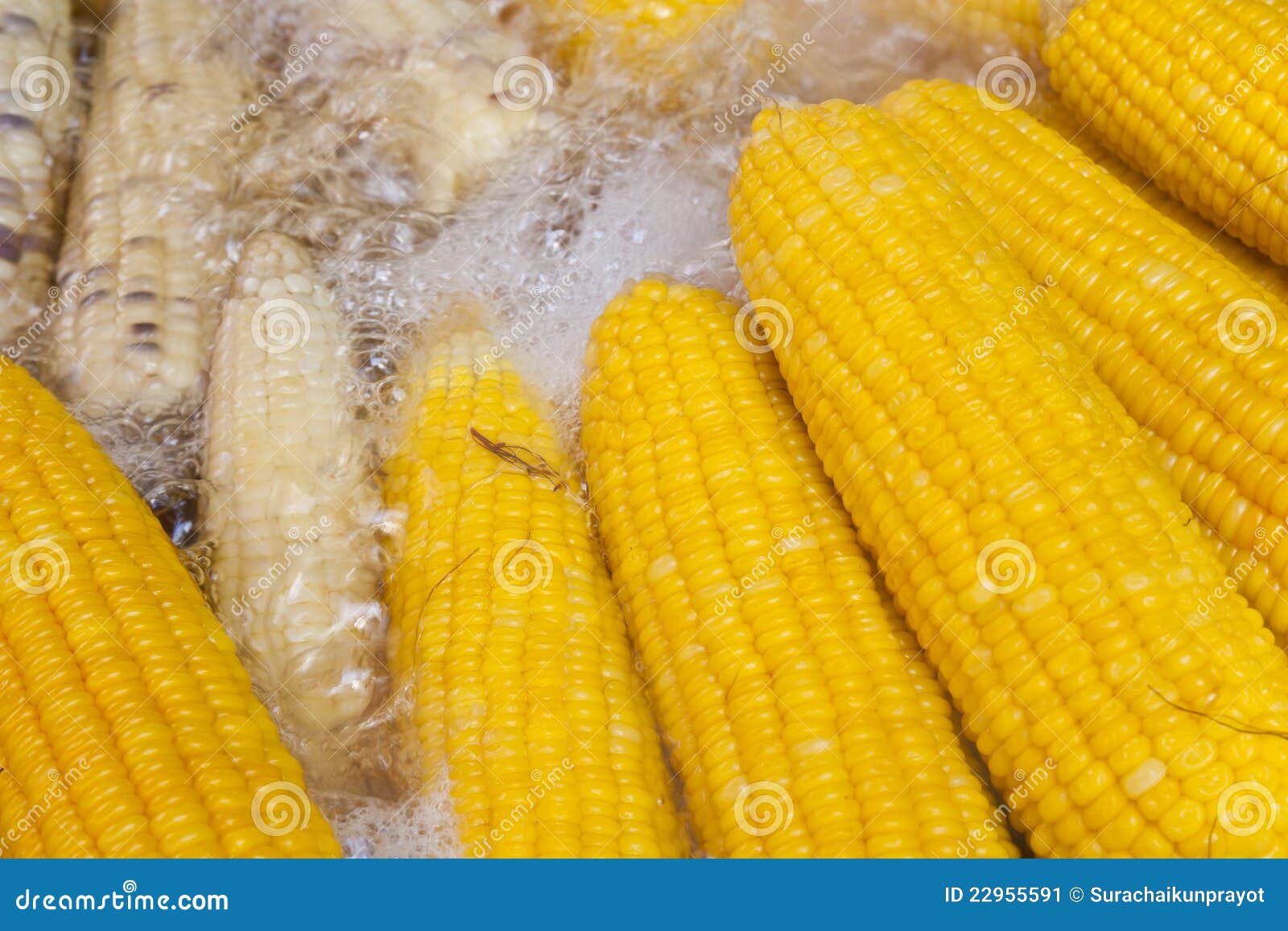 Boiled corn stock image. Image of fried, coated, lunch - 22955591