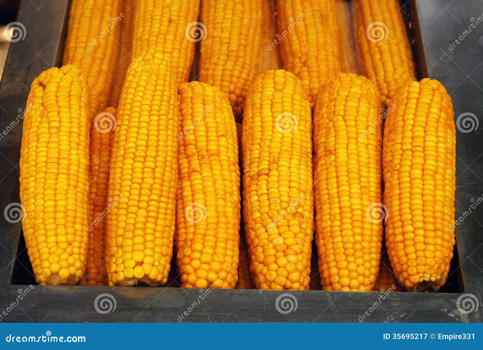 Boiled corn stock image. Image of fresh, corn, yellow - 35695217