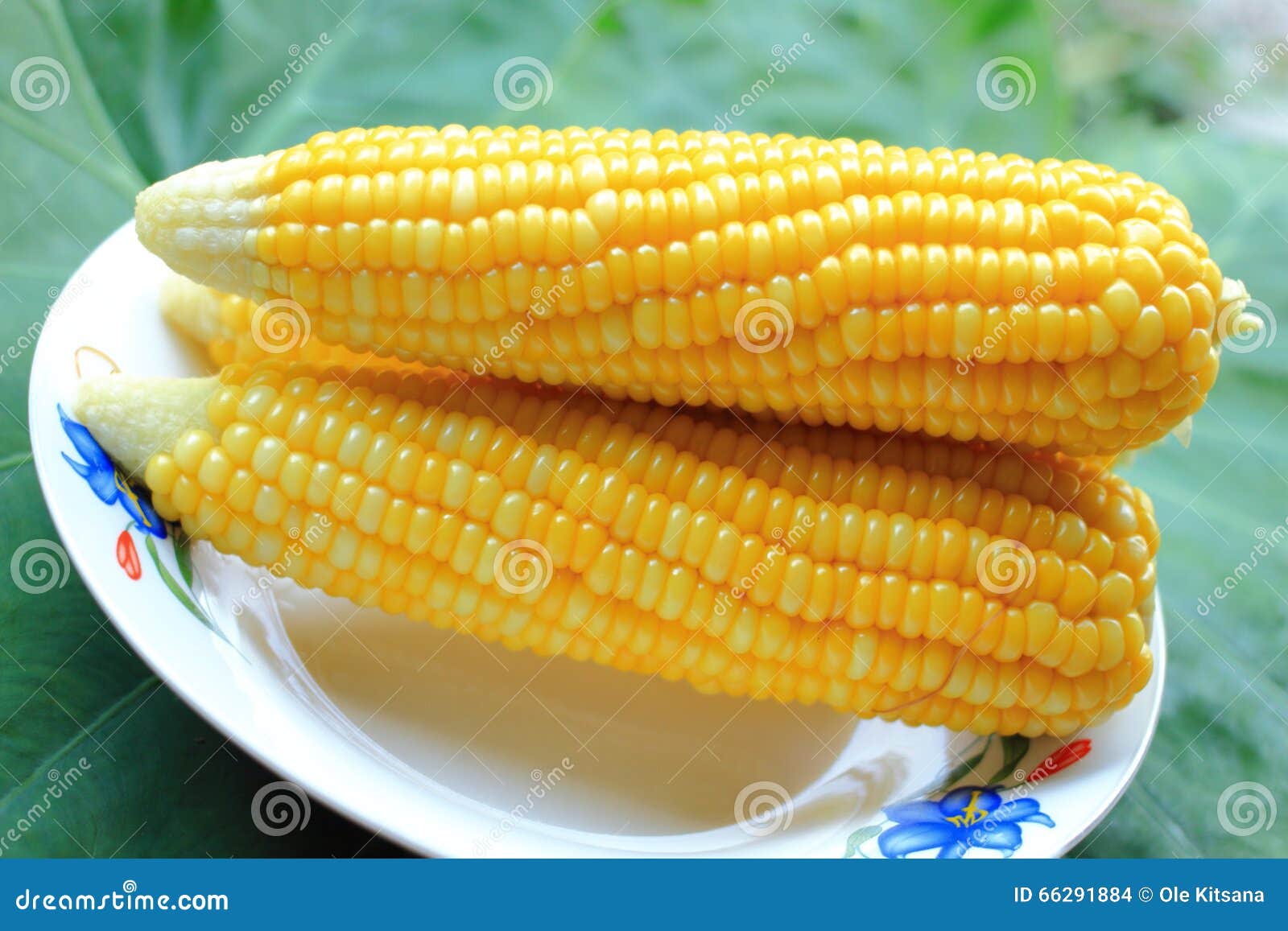 Boiled corn stock photo. Image of commodity, corn, boiled - 66291884