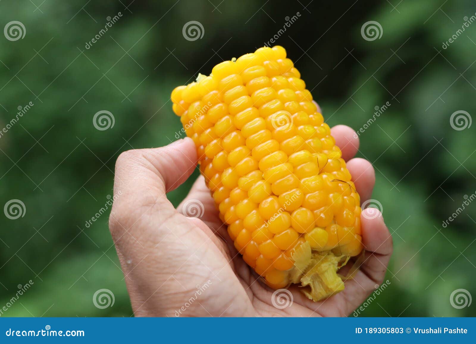 Boiled Corn in Orange Plate, Appetizer or Snack Stock Image - Image of ...