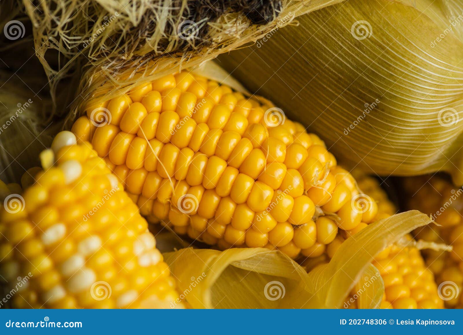 Boiled Corn - Portioned Chunks. Boiled Corn in Chunks Stock Photo ...