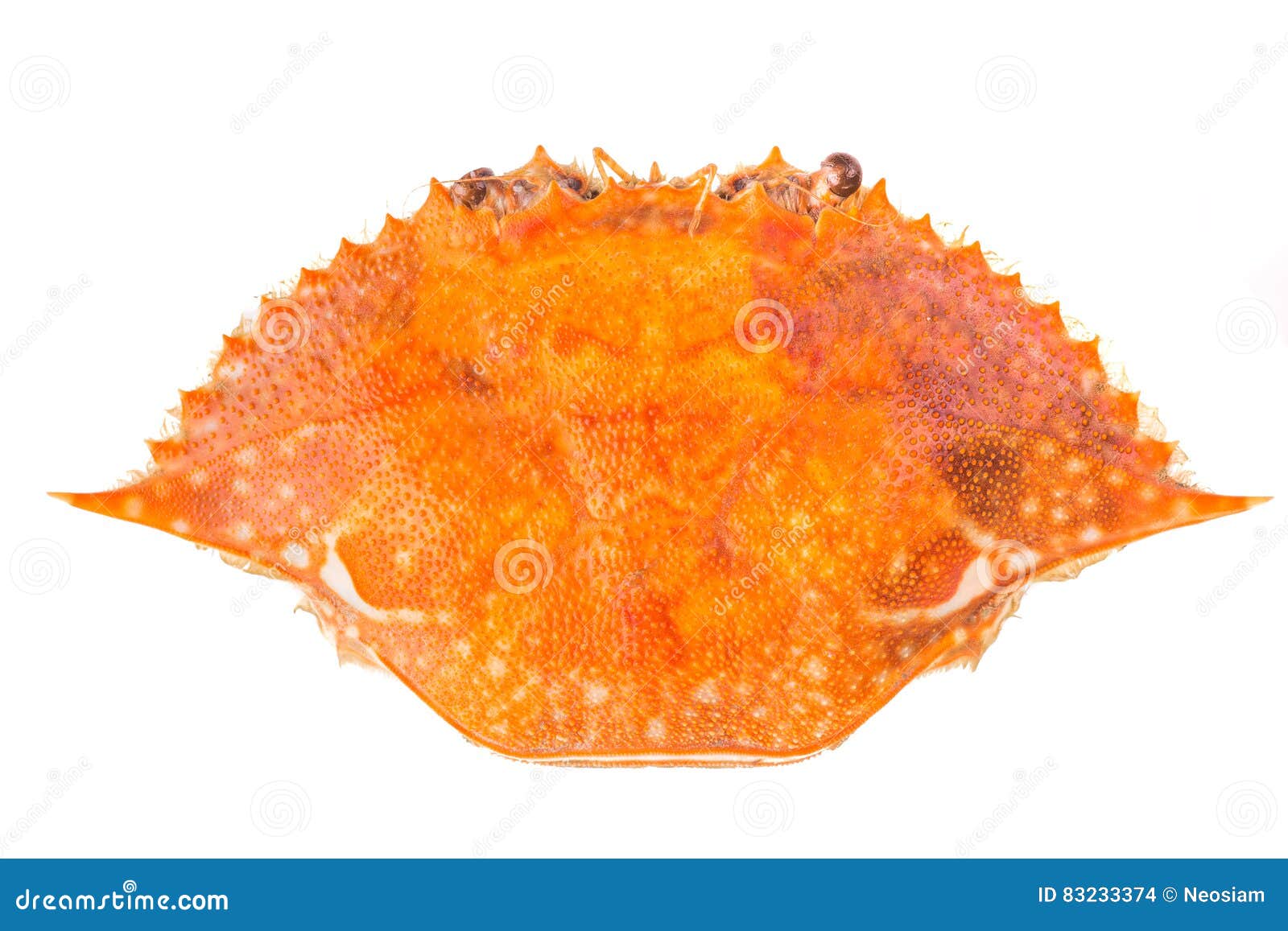 Boiled crab shell stock photo. Image of jumbo, life, boiled - 83233374