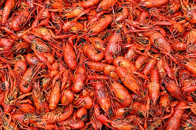 Boiled Crawfish stock image. Image of delicious, food - 16459465