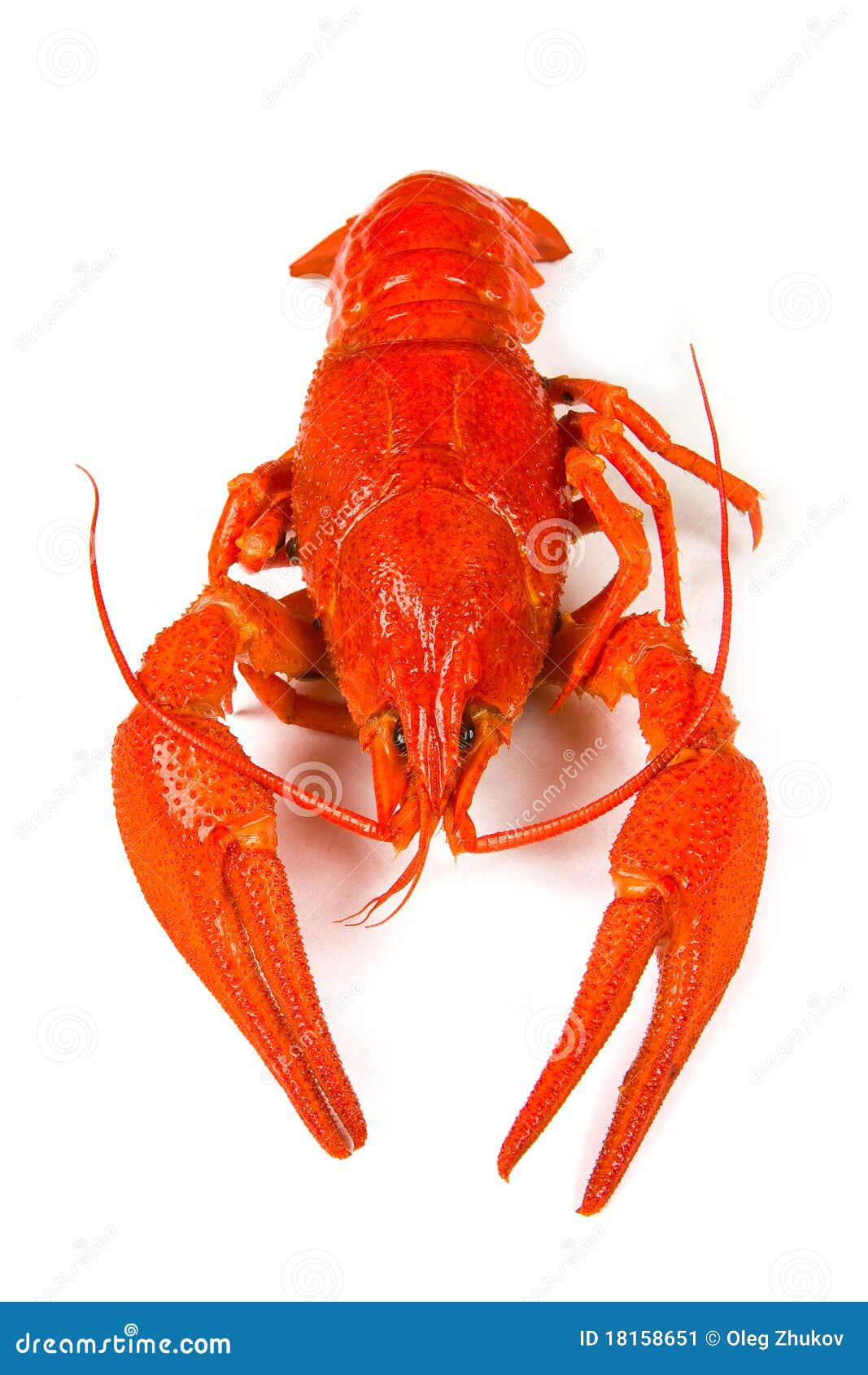 Boiled crawfish stock image. Image of delicatessen, isolated - 18158651