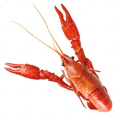 Boiled Crawfish stock photo. Image of crawfish, crust - 19400786
