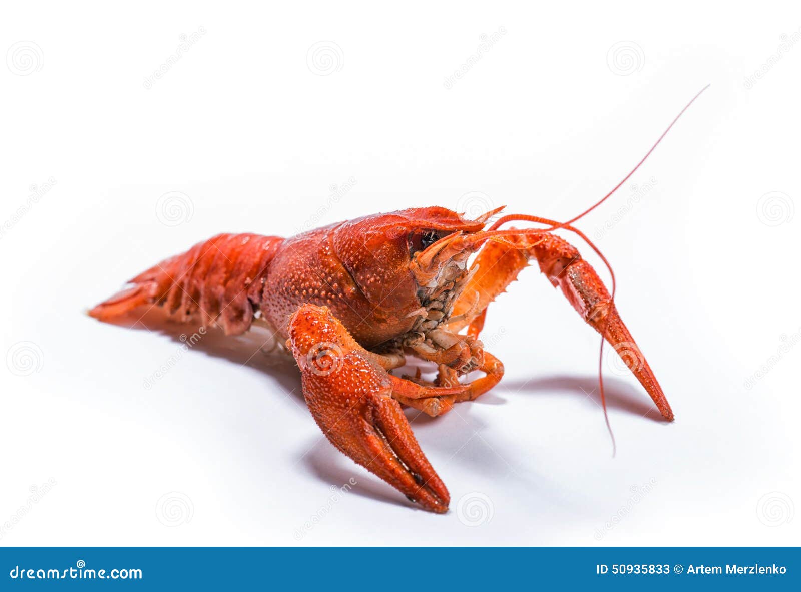 Boiled Red Crawfish On A White Plate With Green Fennel On A Wooden ...