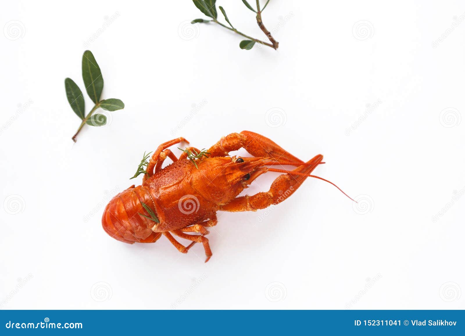 Boiled Crawfish Isolated on White. Top View. Flat Lay. Stock Image ...