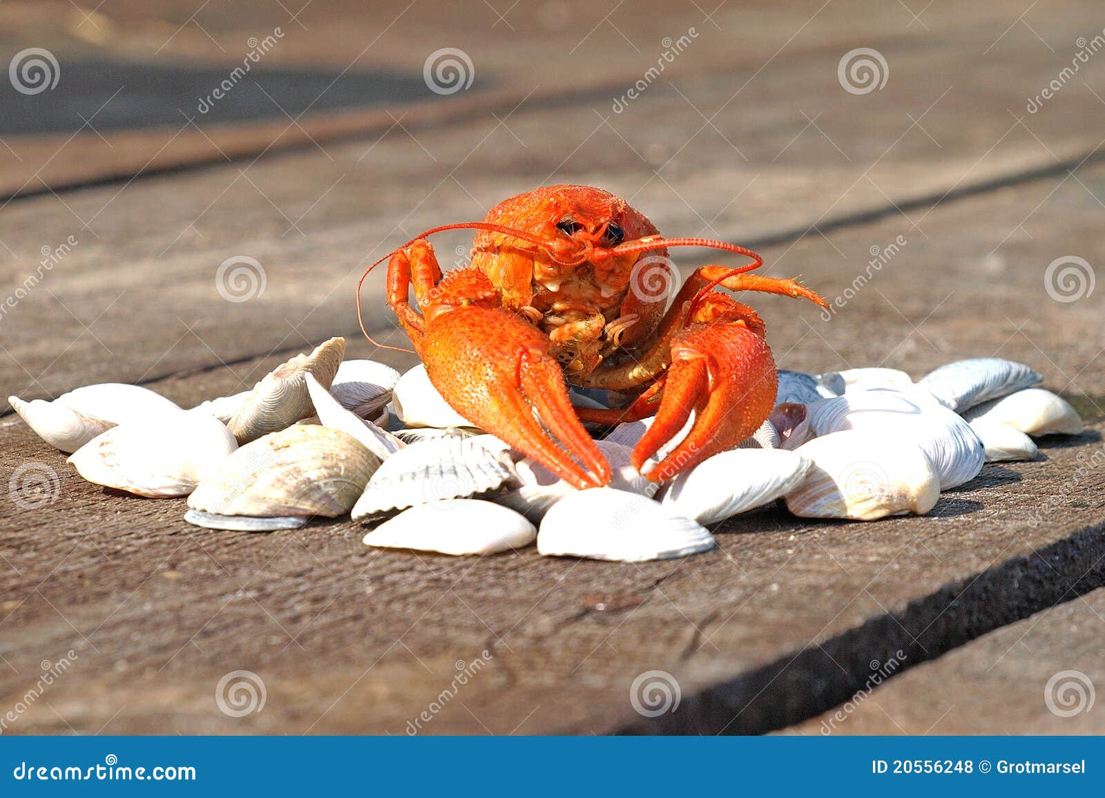 Boiled Crawfish on a Shells. Stock Photo - Image of invertebrate ...