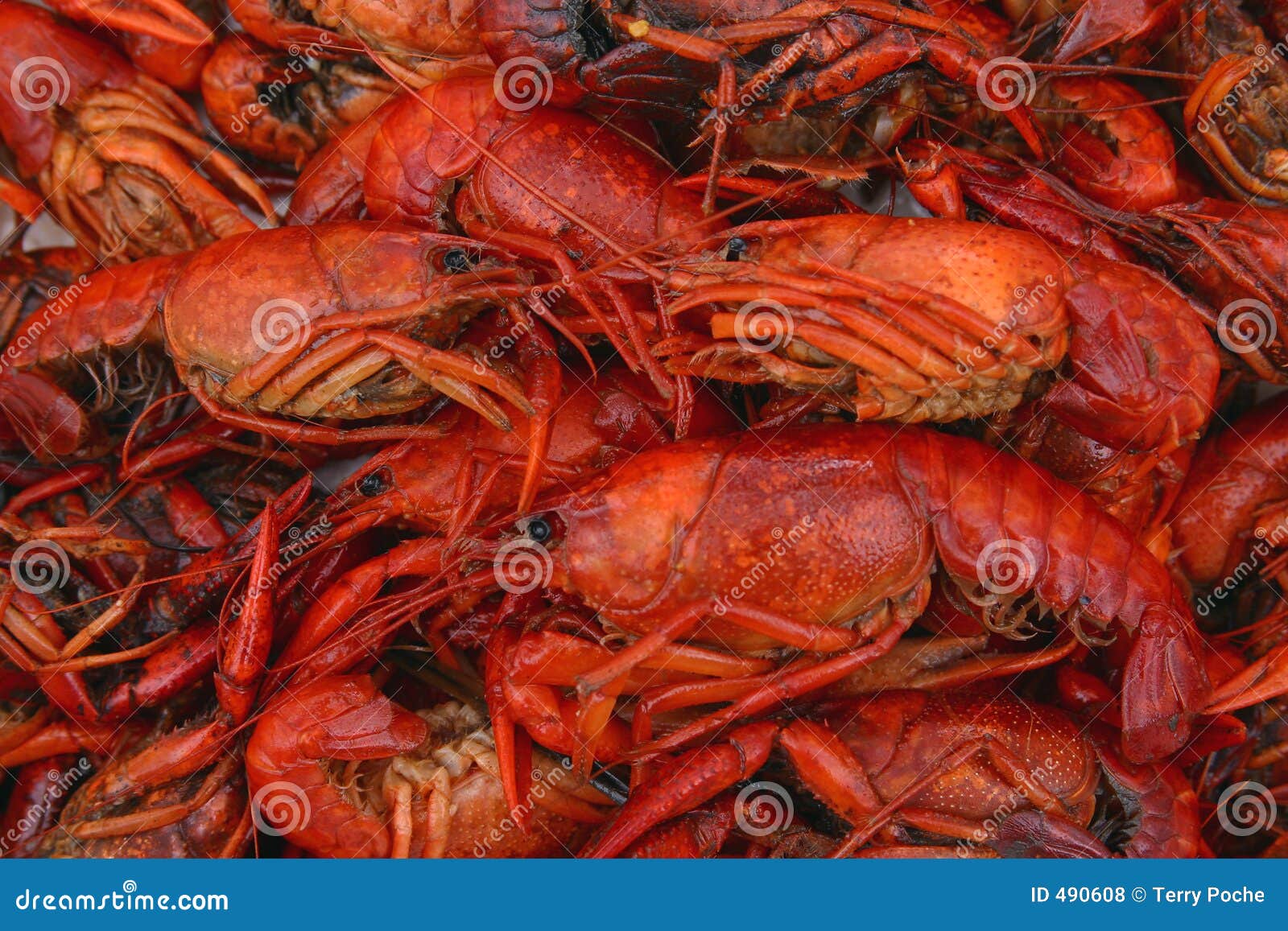 Boiled Crawfish Up Close stock photo. Image of meal, boiled - 490608