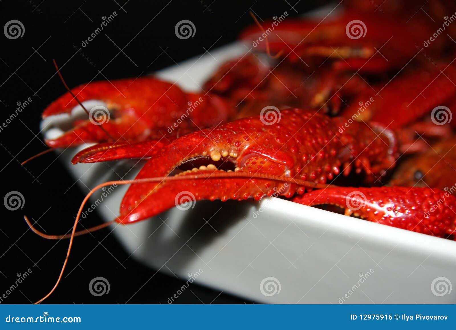 326 Crayfish Shells Stock Photos - Free & Royalty-Free Stock Photos ...