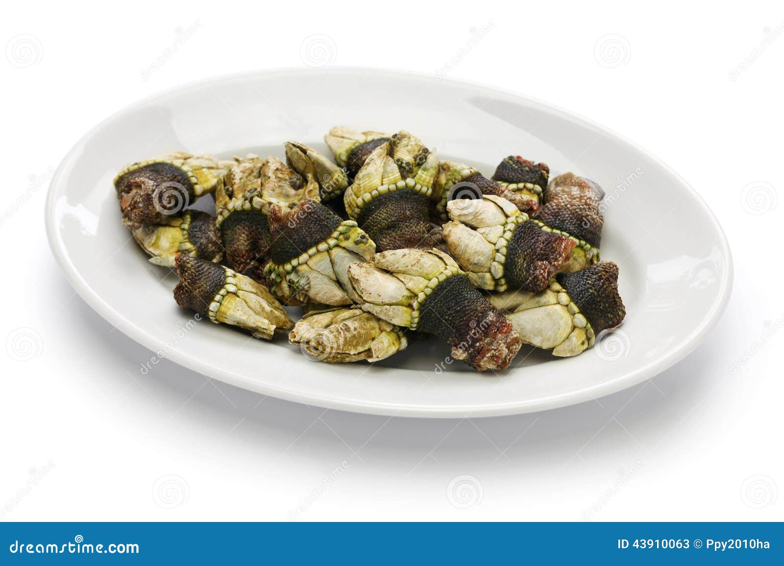Boiled Goose Barnacle, Spanish Tapas Cuisine Stock Image - Image of ...