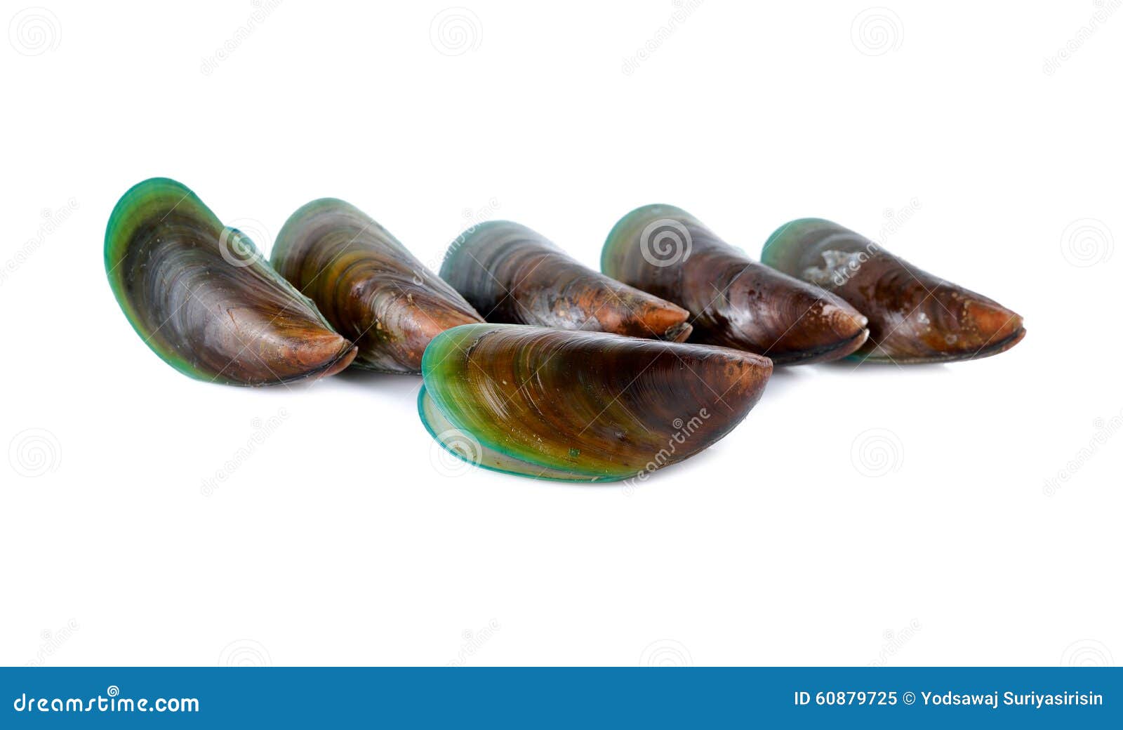 Boiled Green Mussels with Shell on White Stock Image - Image of health ...