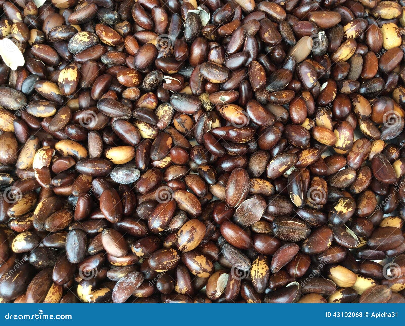 Boiled Pickle Elater Iospermum Tapas Blume Seed. Editorial Stock Photo ...