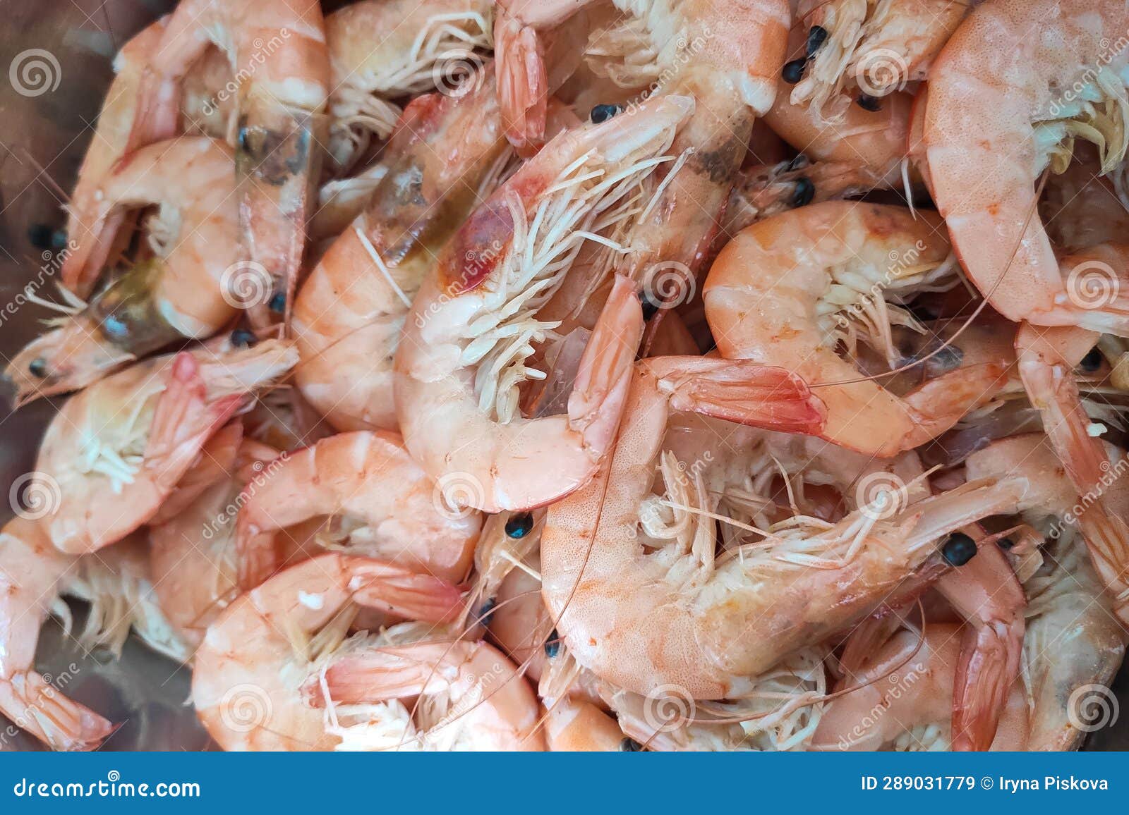 Boiled pink king prawns stock image. Image of pink, prawns - 289031779