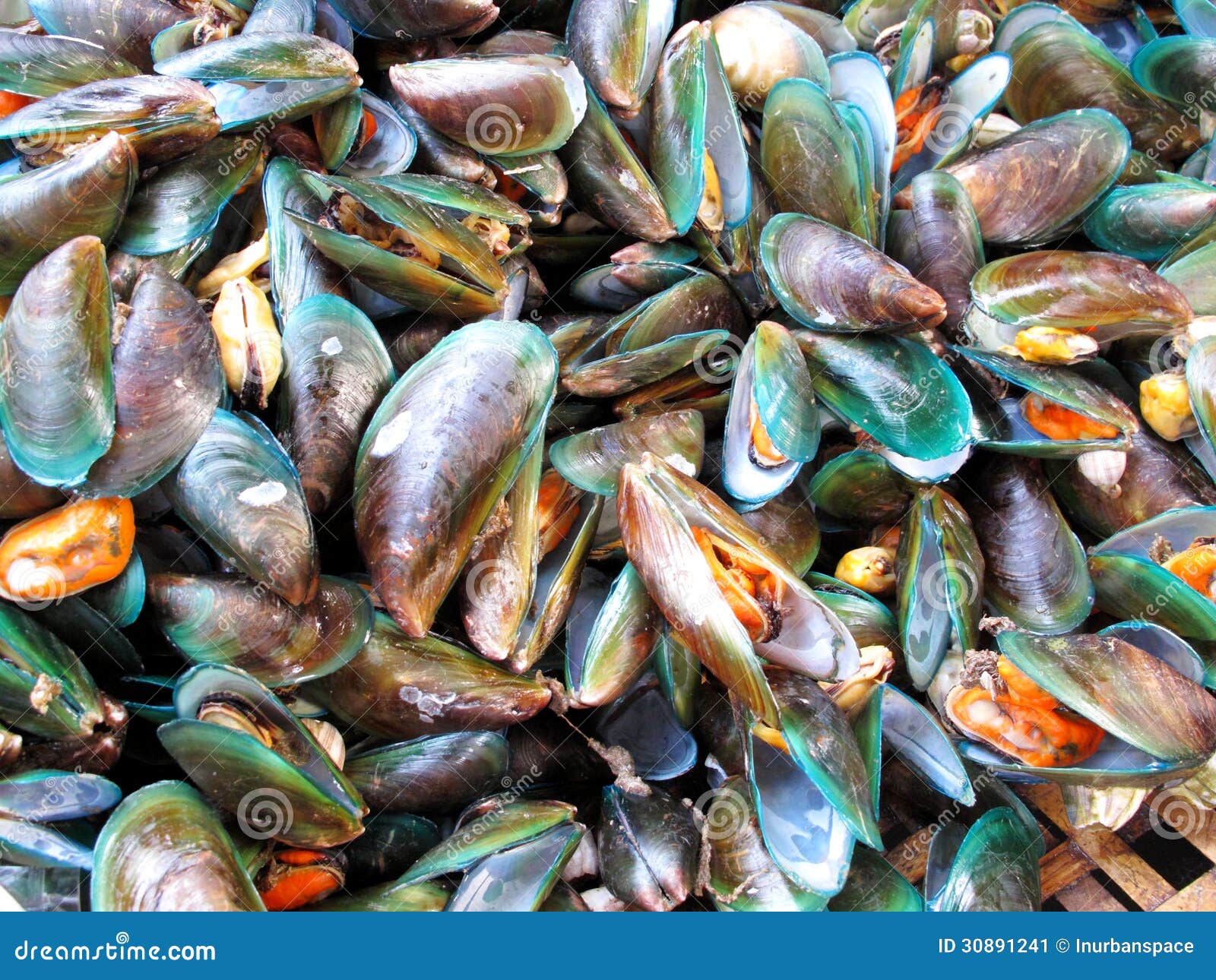 Boiled sea mussel. stock image. Image of aphrodisiac - 30891241
