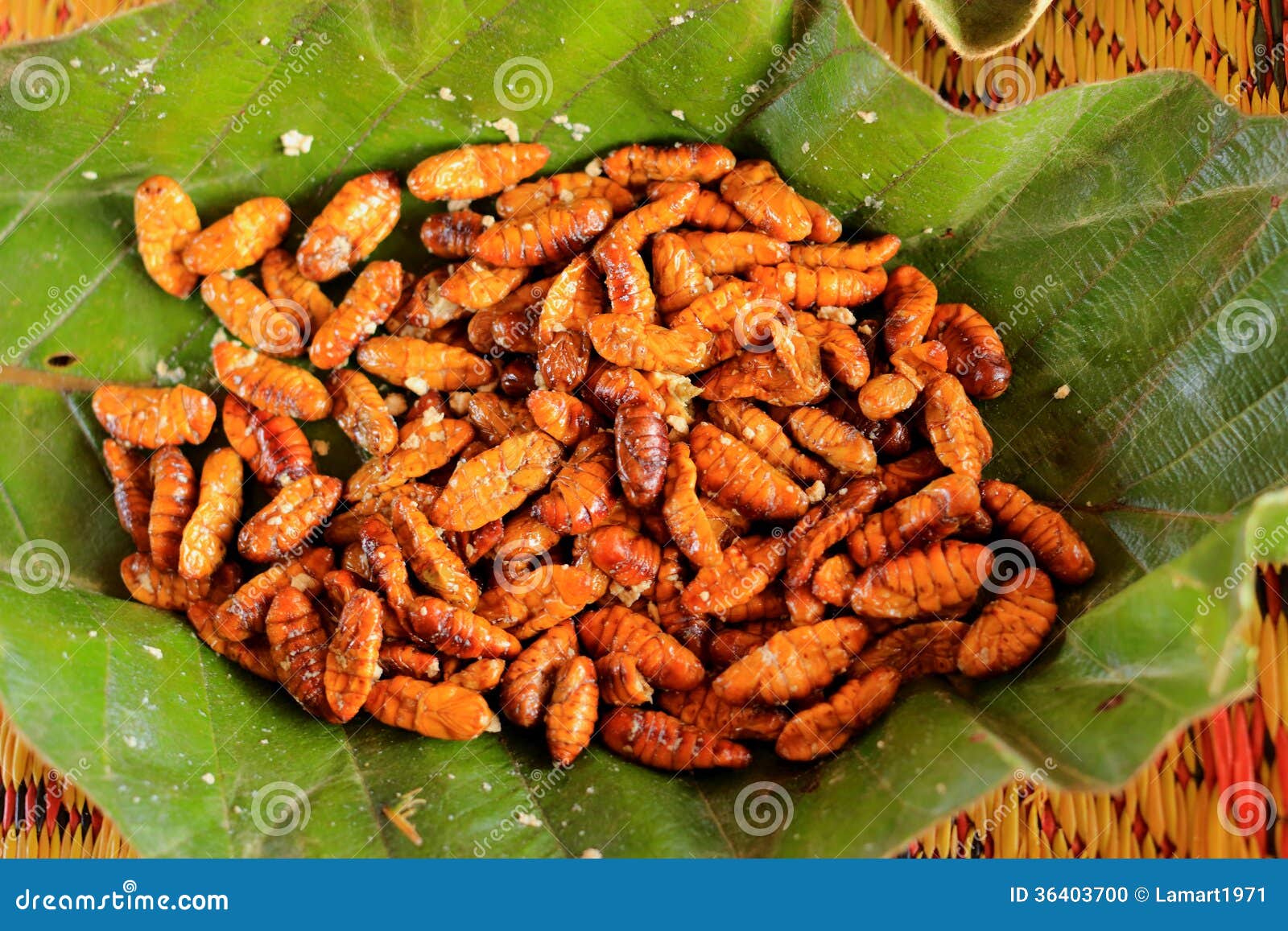 Boiled silkworm stock photo. Image of silkworm, chrysalis - 36403700
