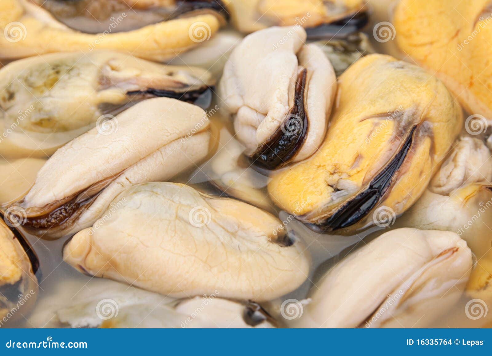 Boiled yellow mussel stock photo. Image of mussel, yellow - 16335764