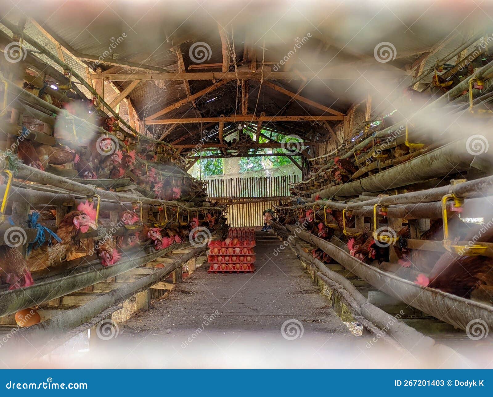 Boiler chicken farm editorial stock photo. Image of boiler - 267201403