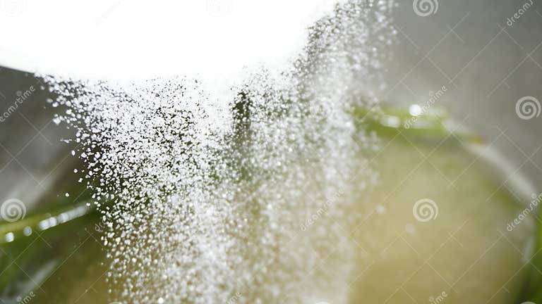 Boiling Agar, Pouring Sugar into the Pot Stock Image - Image of pouring ...