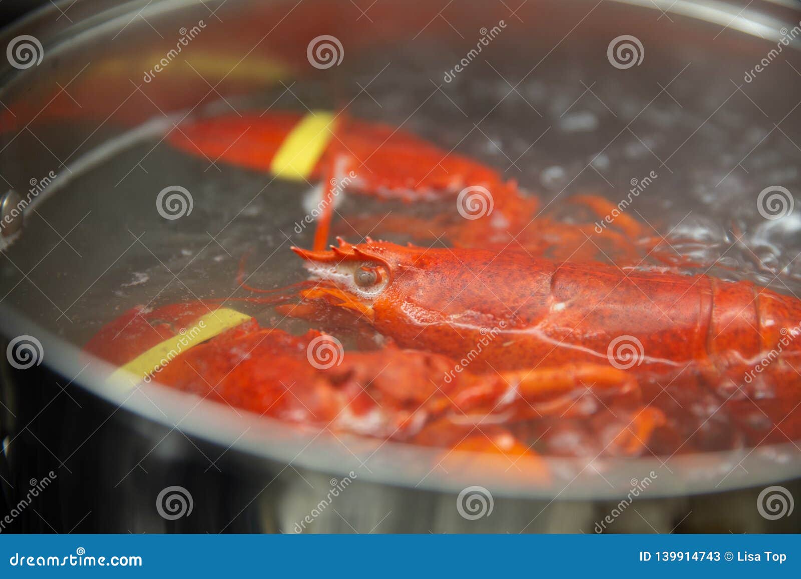 Boiling Maine Lobster stock image. Image of cooking - 139914743